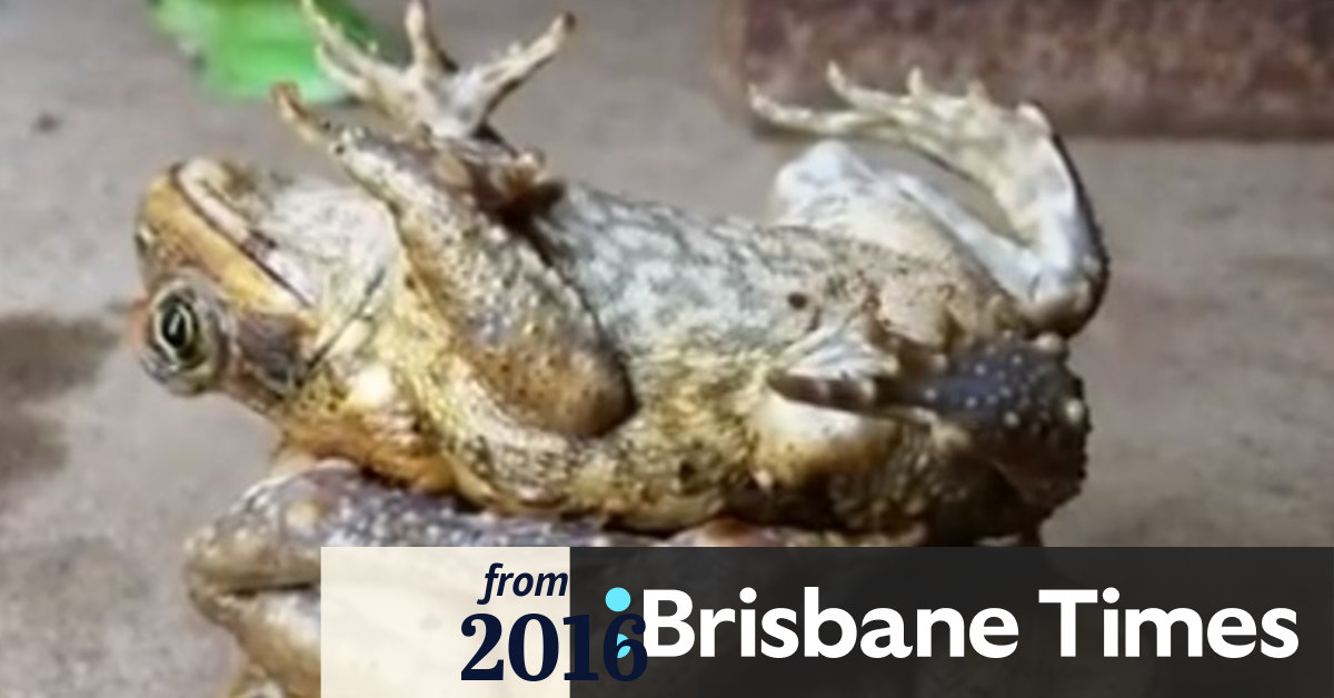 Toad stacking demonstration video goes viral on YouTube